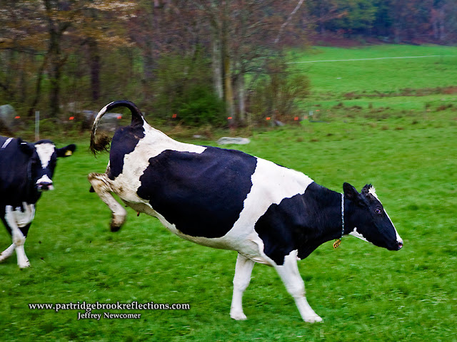 Getting it Right in the Digital Camera : Cows Gone Wild
